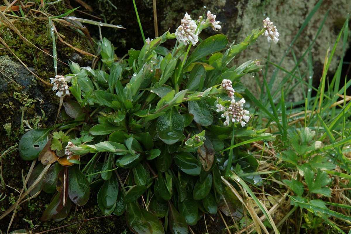 Cochlearia pyrenaica, Pyrenean Scurvygrass
