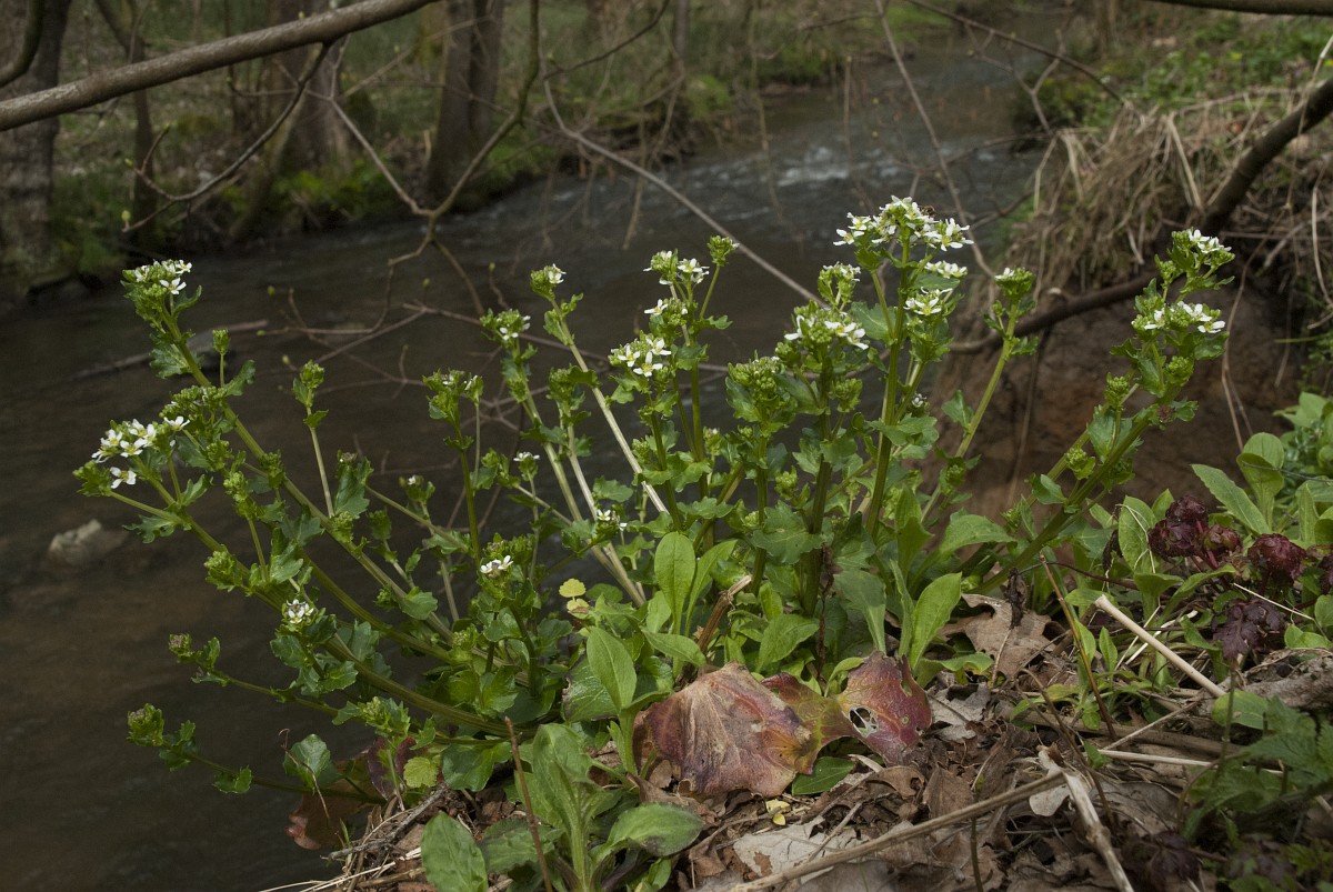 Cochlearia pyrenaica, Pyrenean Scurvygrass