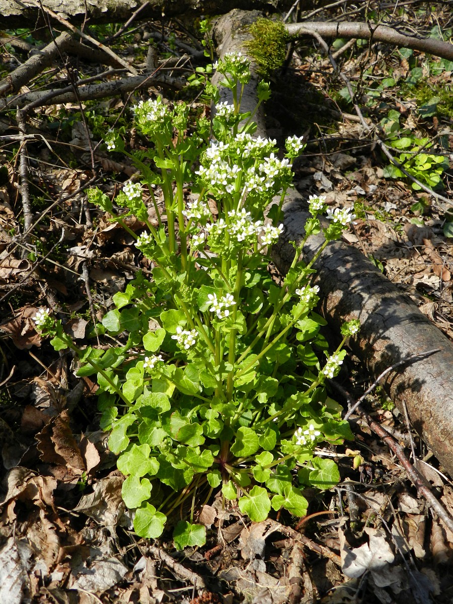 Cochlearia pyrenaica, Pyrenean Scurvygrass
