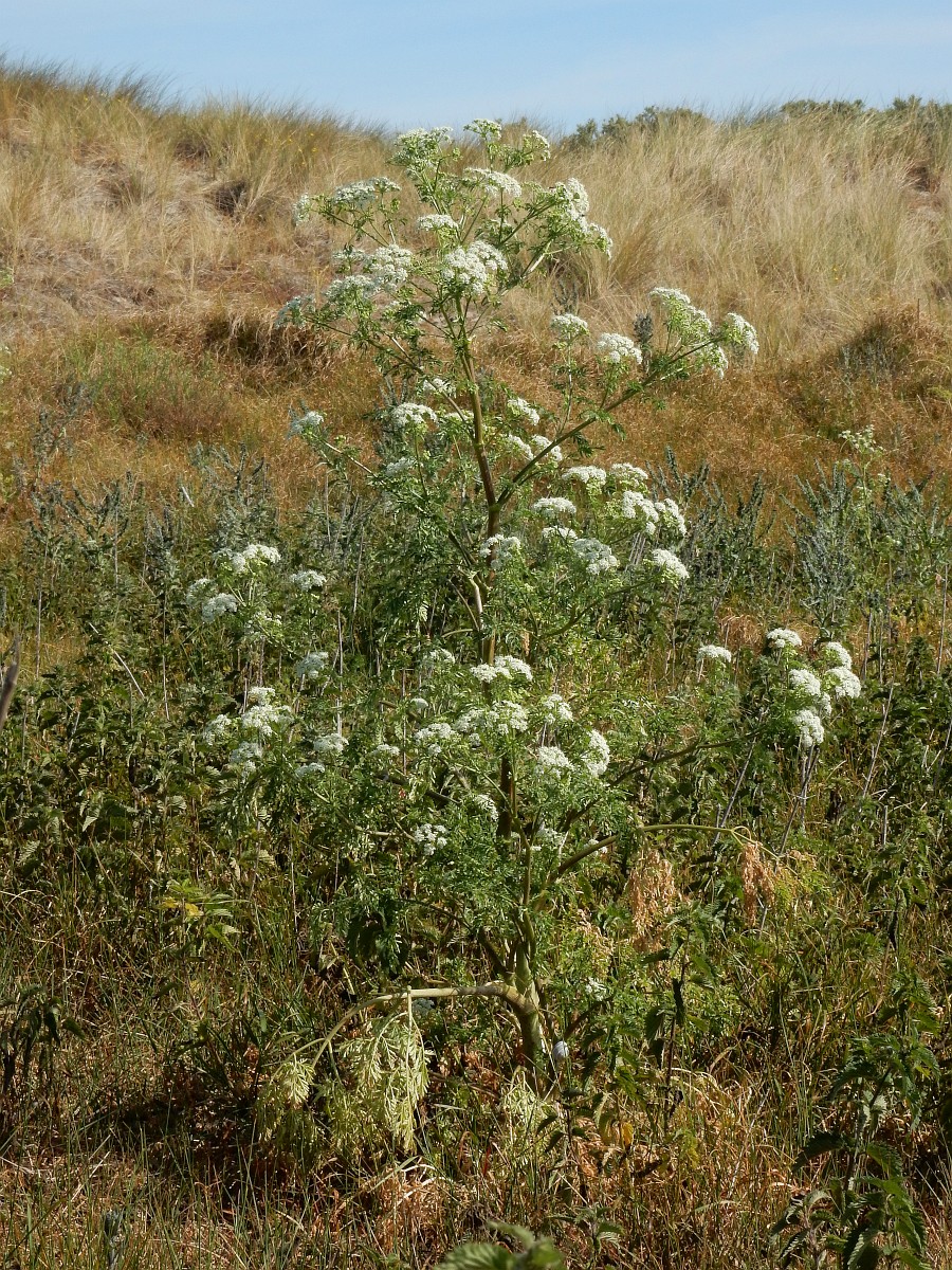 Conium maculatum, Hemlock