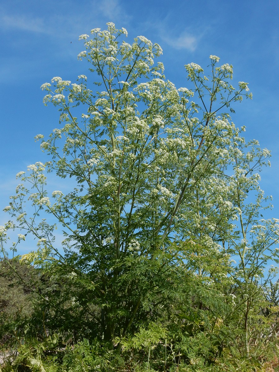 Conium maculatum, Hemlock