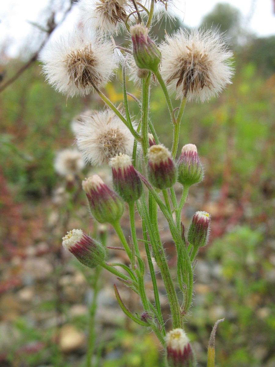 Conyza bonariensis, South American Horseweed