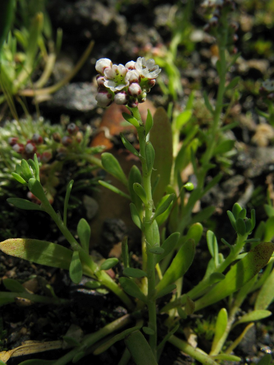 Corrigiola litoralis, Strapwort
