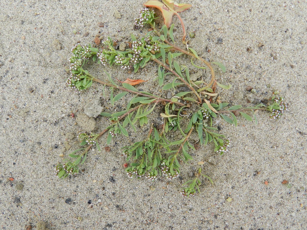 Corrigiola litoralis, Strapwort