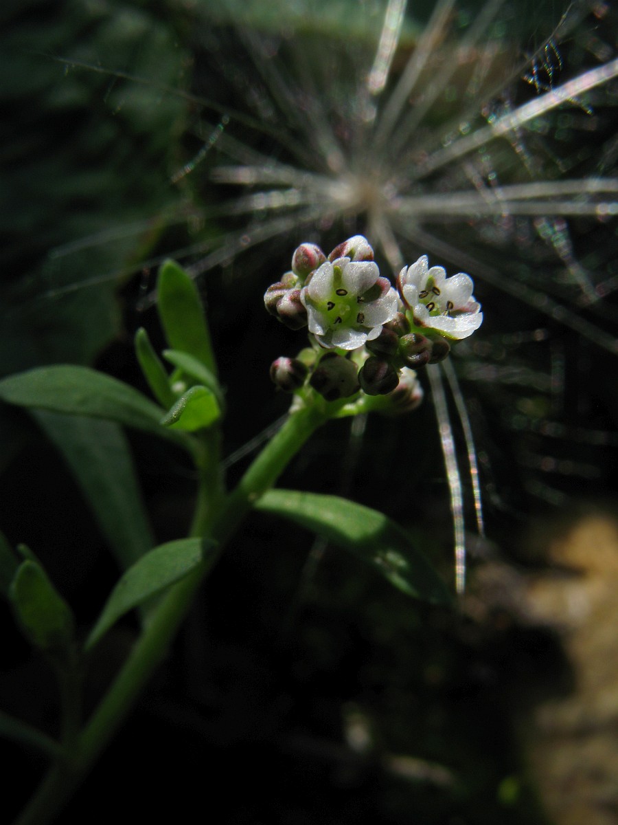Corrigiola litoralis, Strapwort