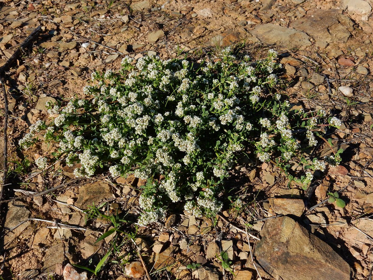 Corrigiola litoralis, Strapwort
