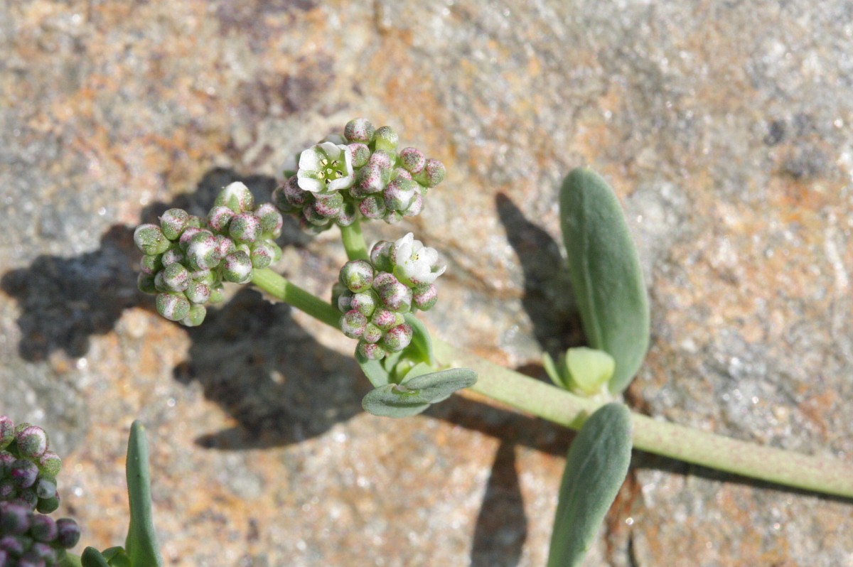 Corrigiola litoralis, Strapwort