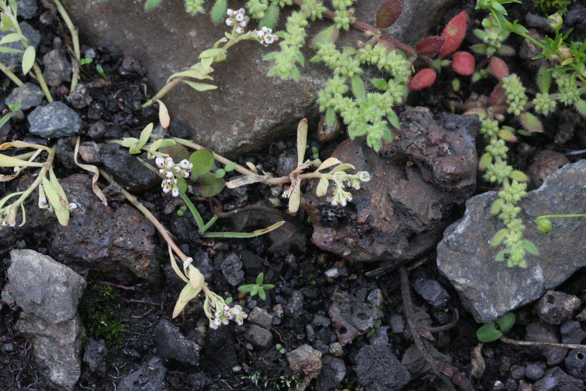 Corrigiola litoralis, Strapwort