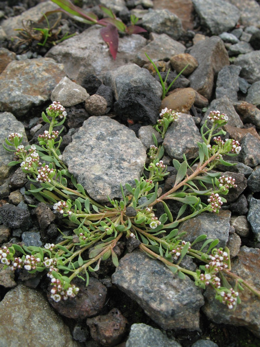 Corrigiola litoralis, Strapwort