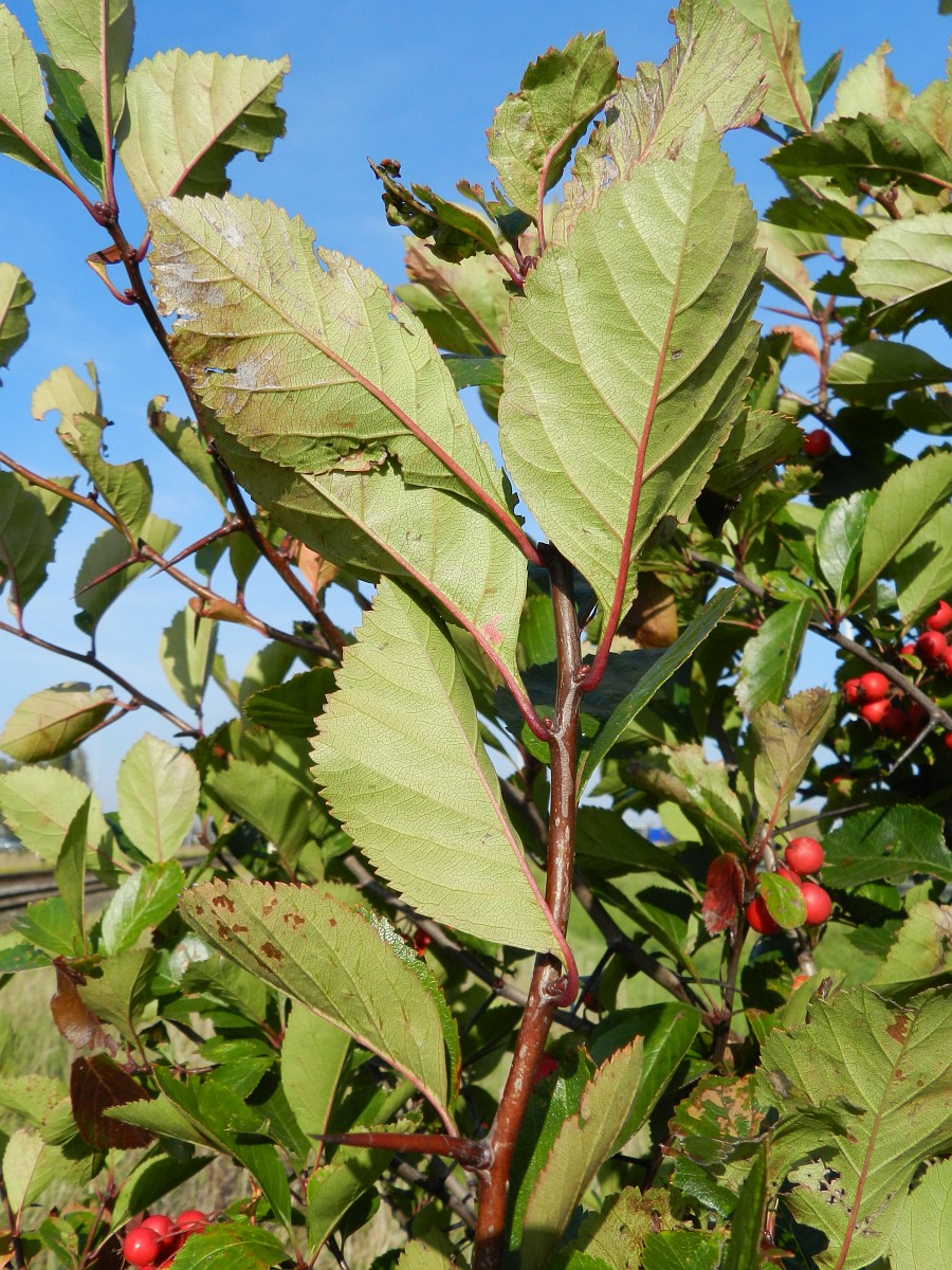 Crataegus persimilis