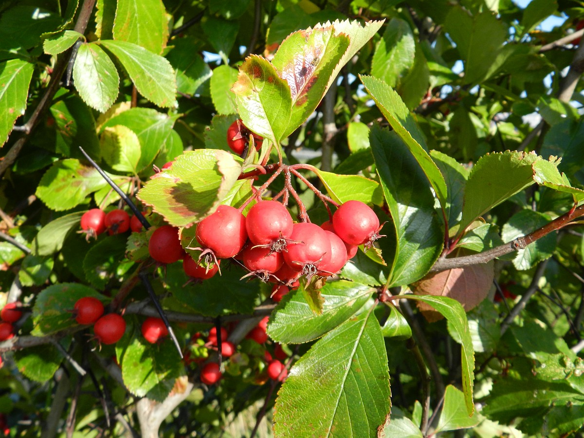 Crataegus persimilis