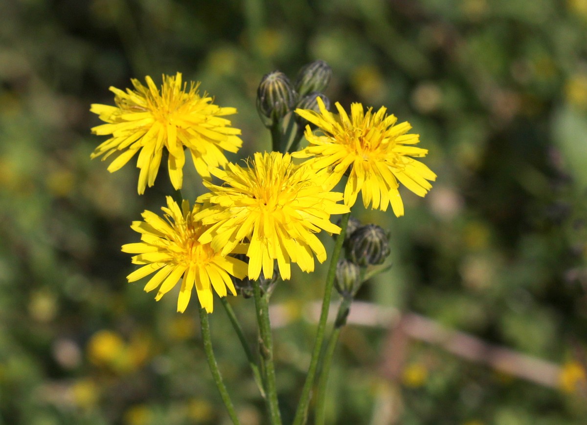 Crepis biennis, Rough Hawk's-beard