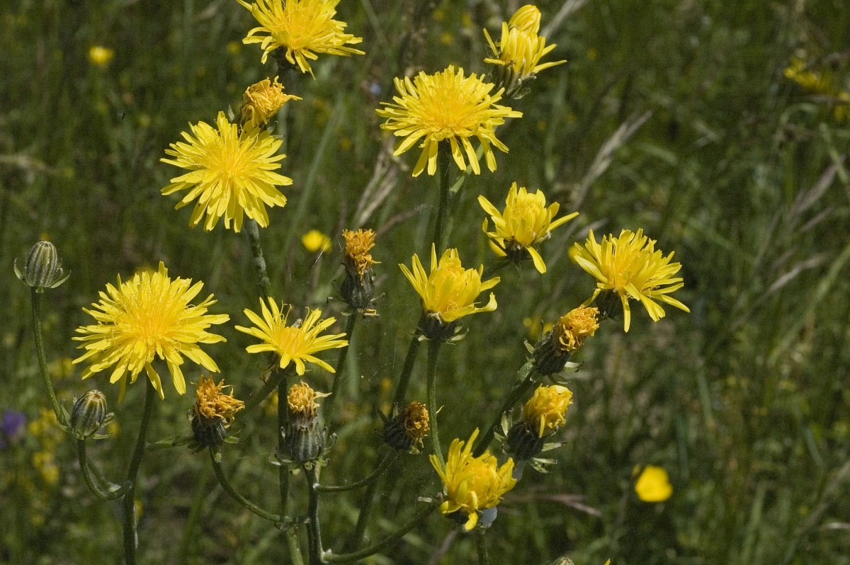 Crepis biennis, Rough Hawk's-beard