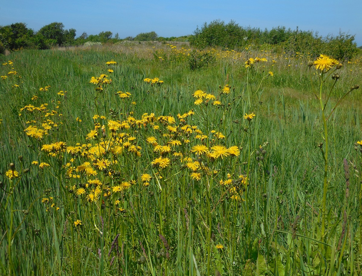Crepis biennis, Rough Hawk's-beard