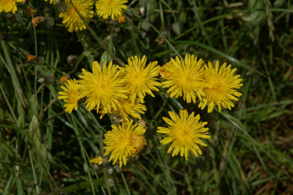 Crepis biennis, Rough Hawk's-beard