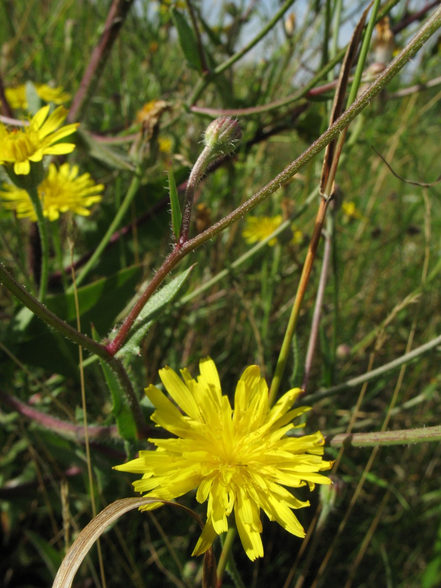 Crepis foetida, Stinking Hawk's-beard