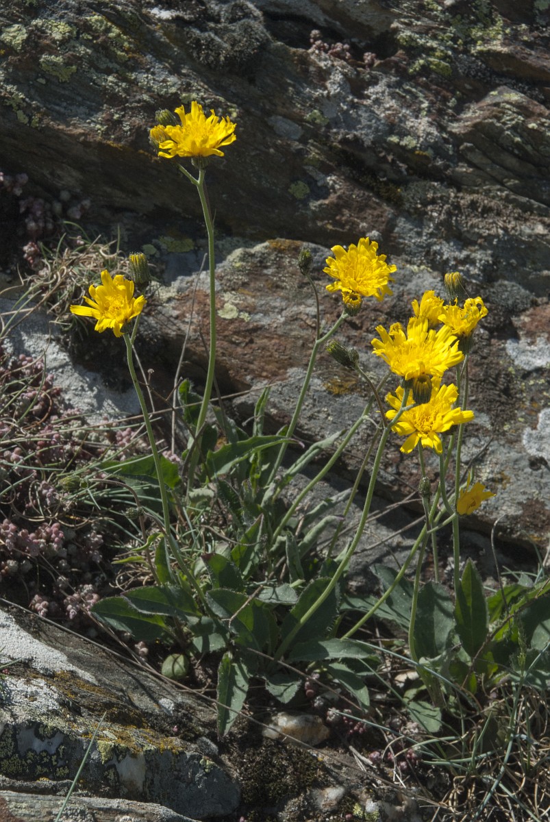 Crepis foetida, Stinking Hawk's-beard