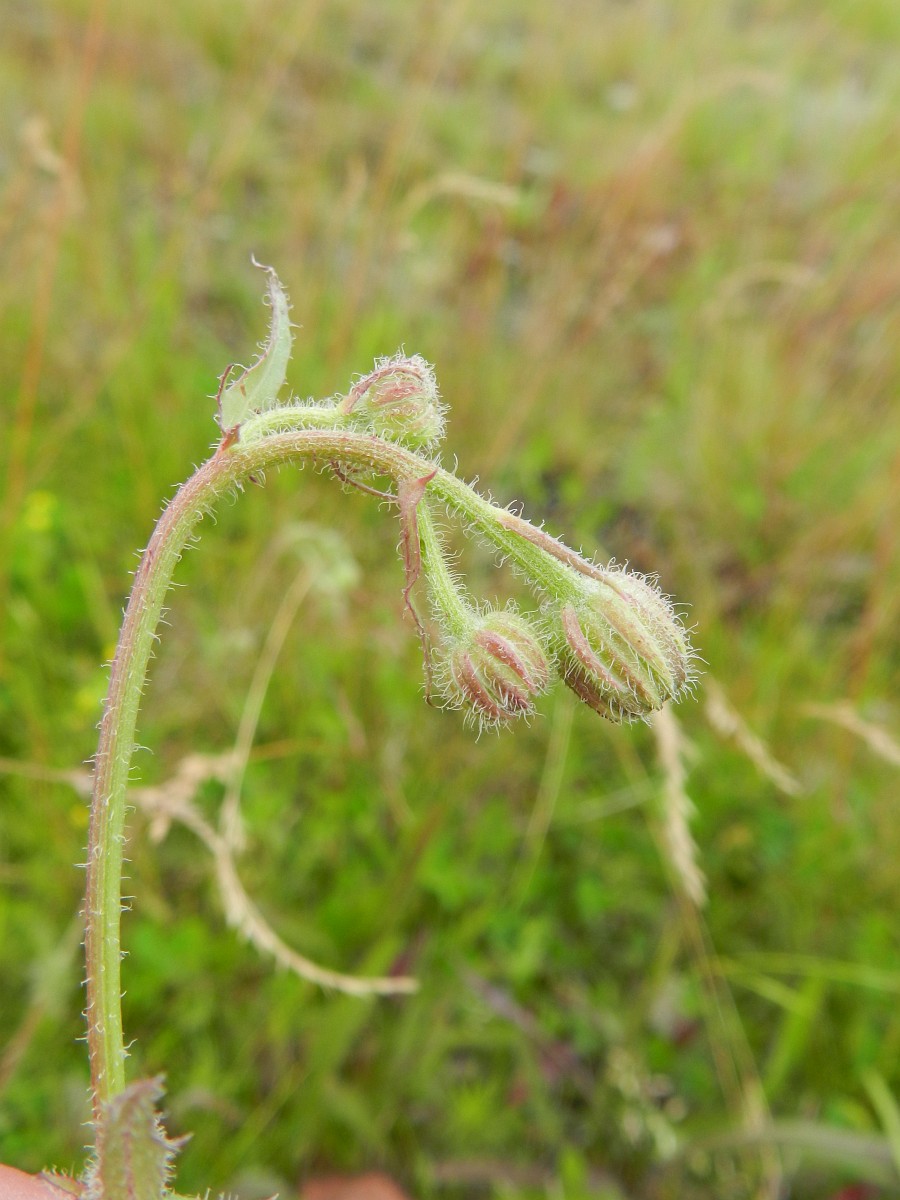Crepis foetida, Stinking Hawk's-beard