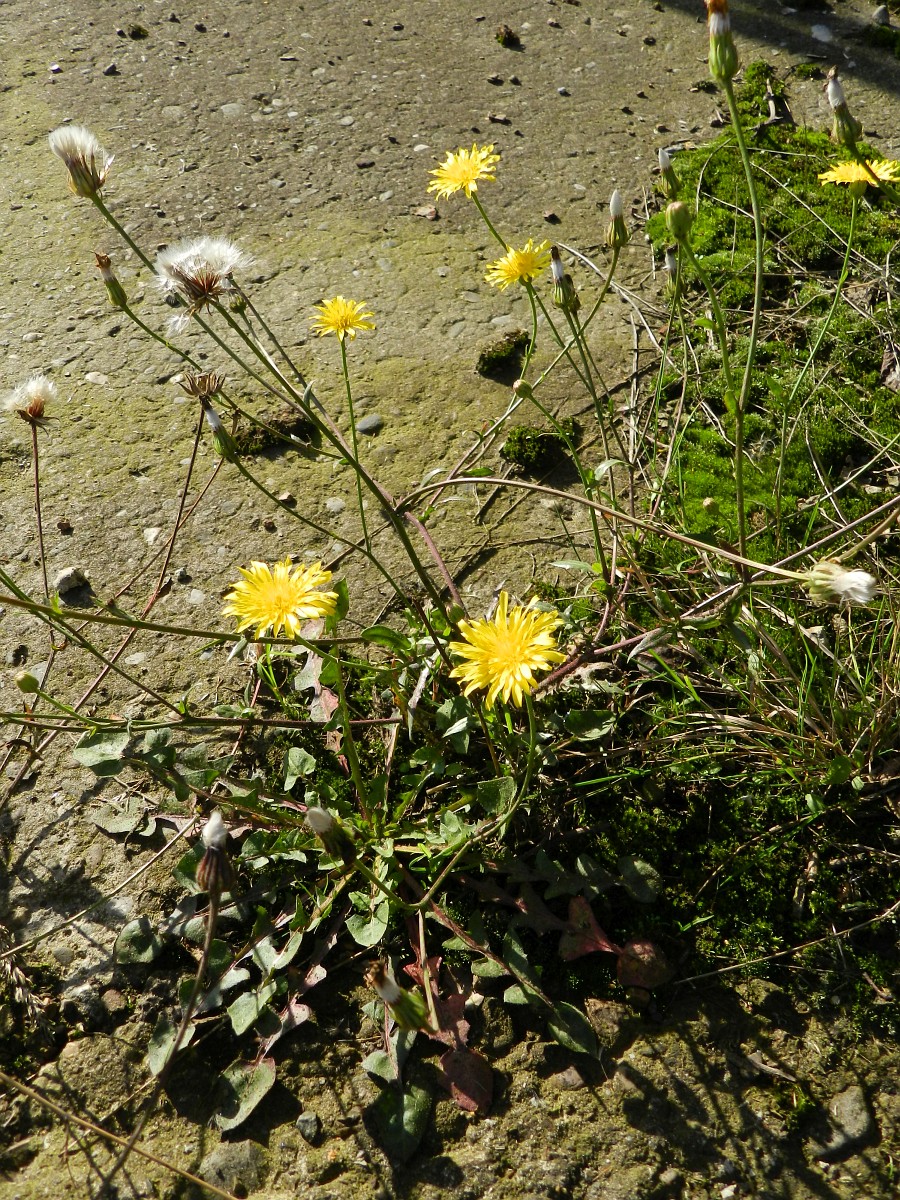 Crepis foetida, Stinking Hawk's-beard