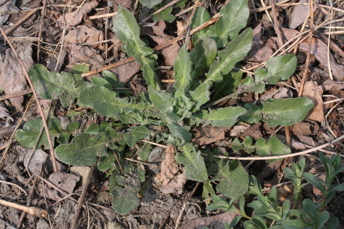 Crepis foetida, Stinking Hawk's-beard
