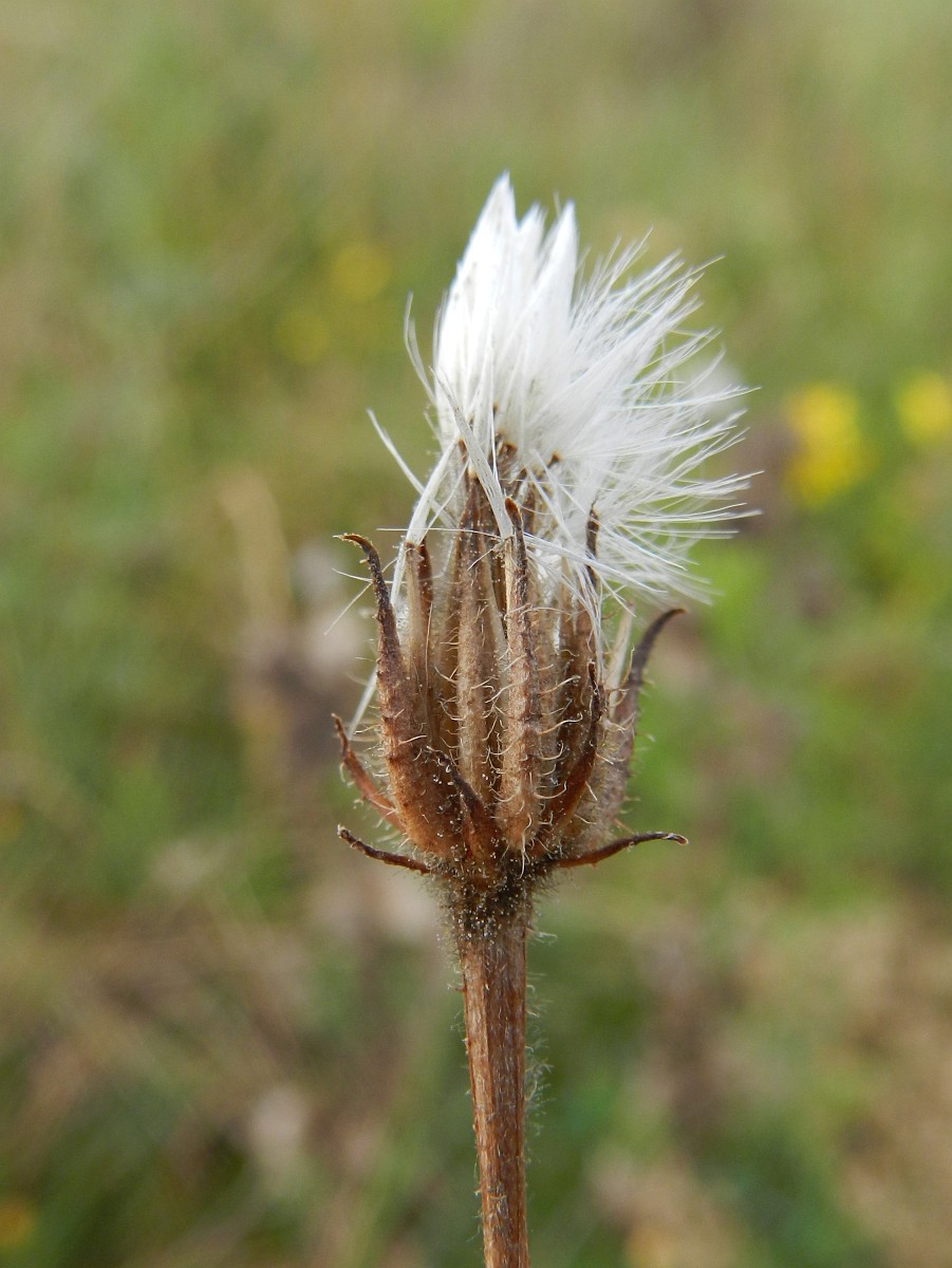 Crepis foetida, Stinking Hawk's-beard