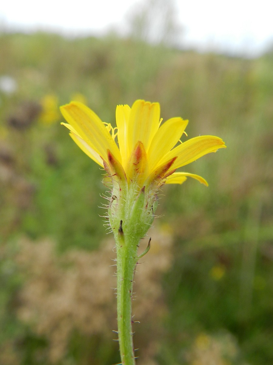 Crepis foetida, Stinking Hawk's-beard