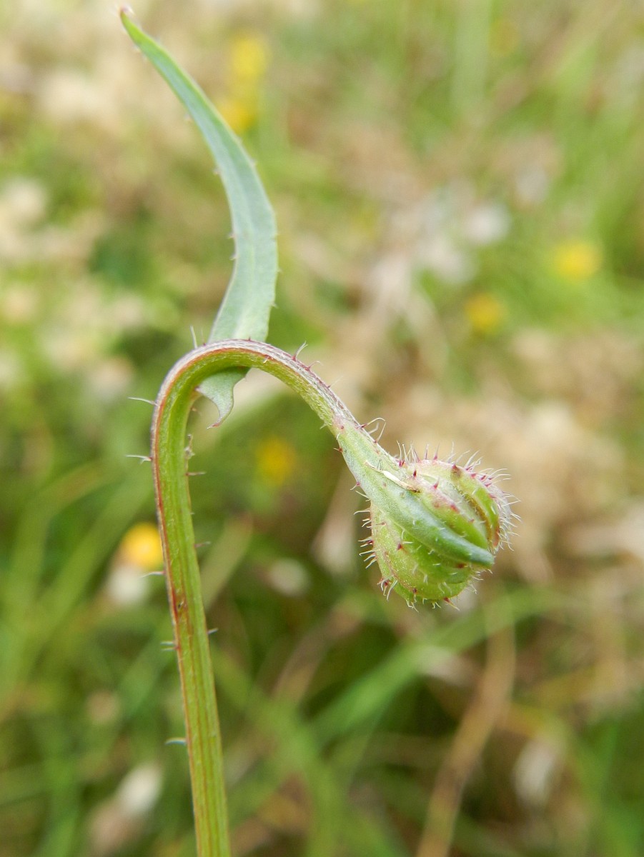 Crepis foetida, Stinking Hawk's-beard