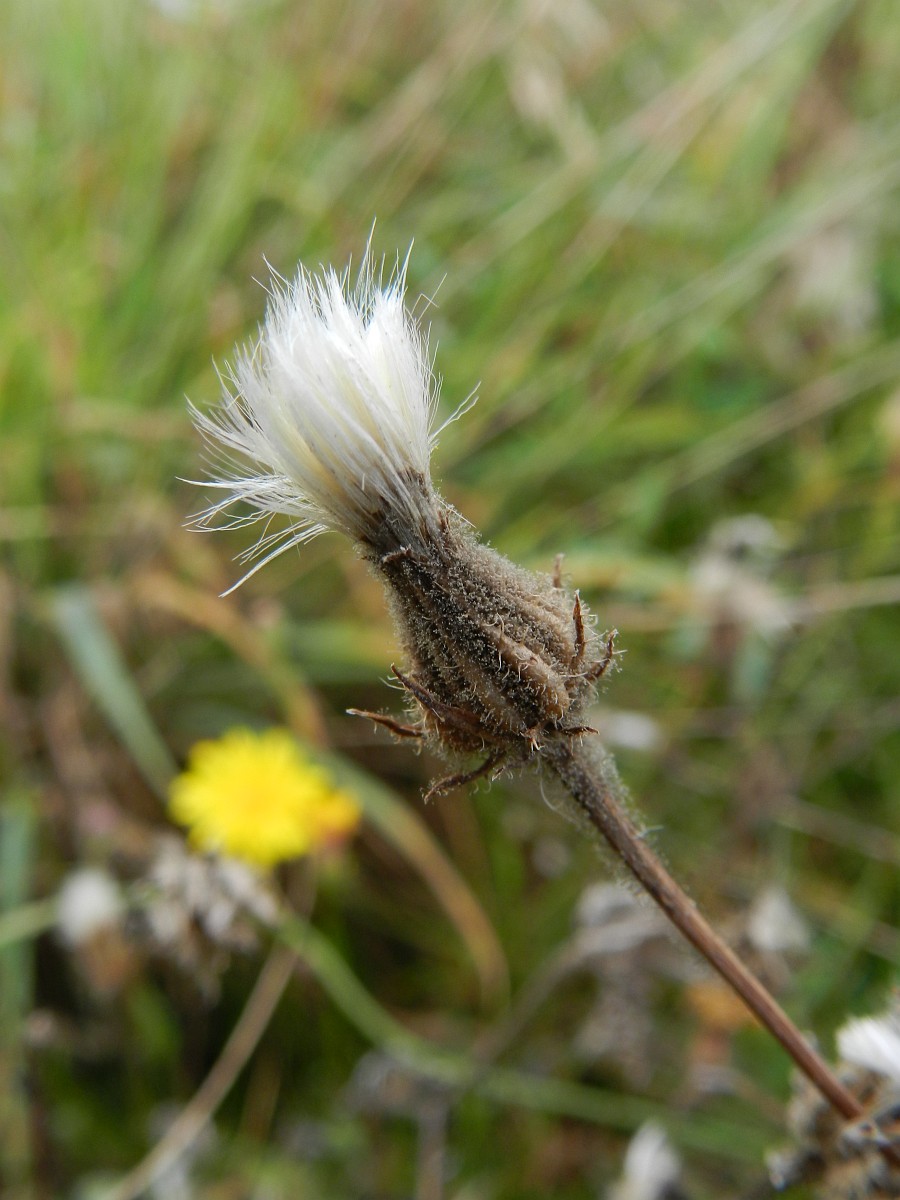 Crepis foetida, Stinking Hawk's-beard