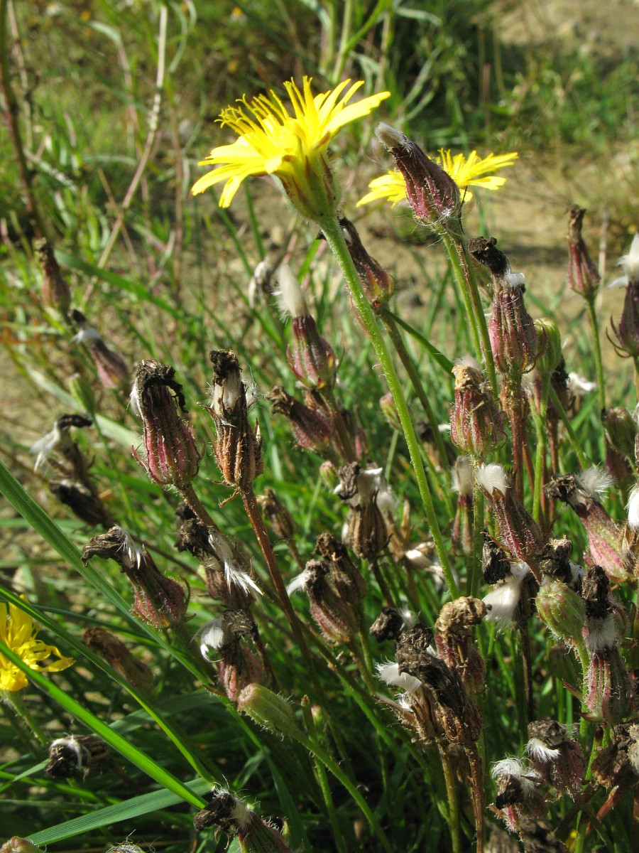 Crepis foetida, Stinking Hawk's-beard