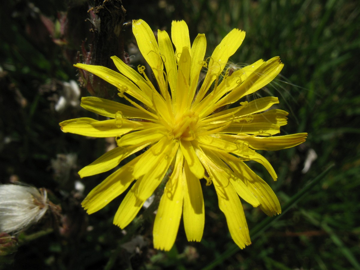Crepis foetida, Stinking Hawk's-beard