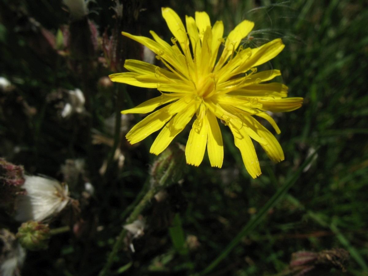 Crepis foetida, Stinking Hawk's-beard