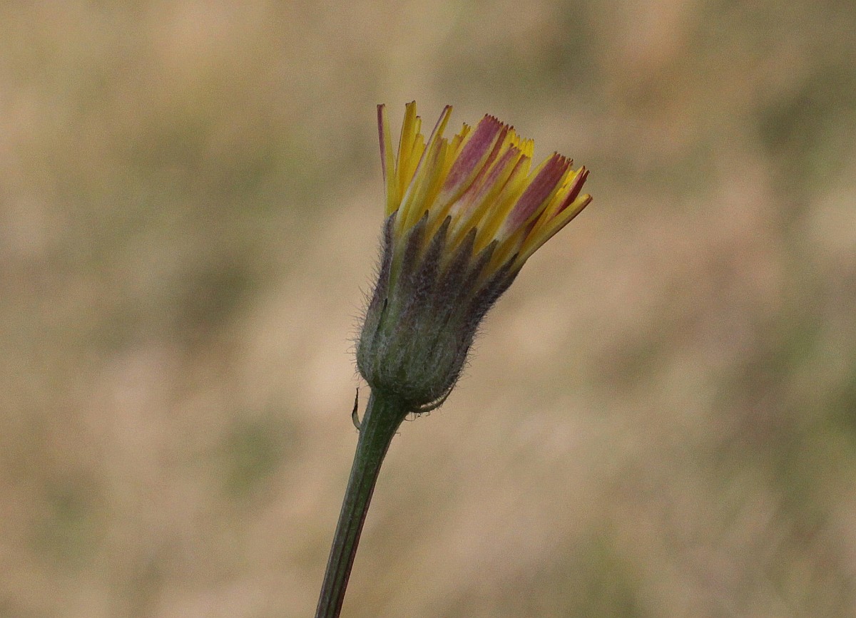 Crepis foetida, Stinking Hawk's-beard