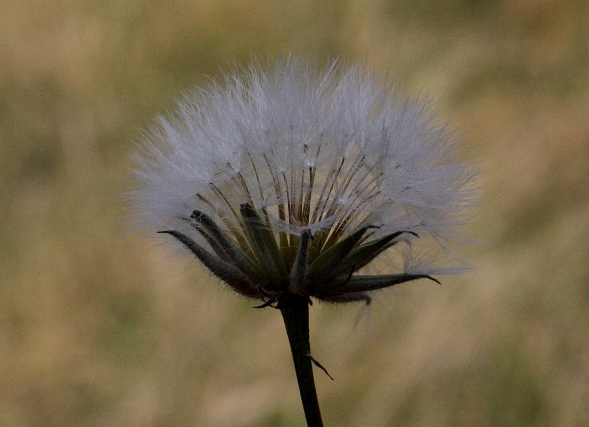 Crepis foetida, Stinking Hawk's-beard