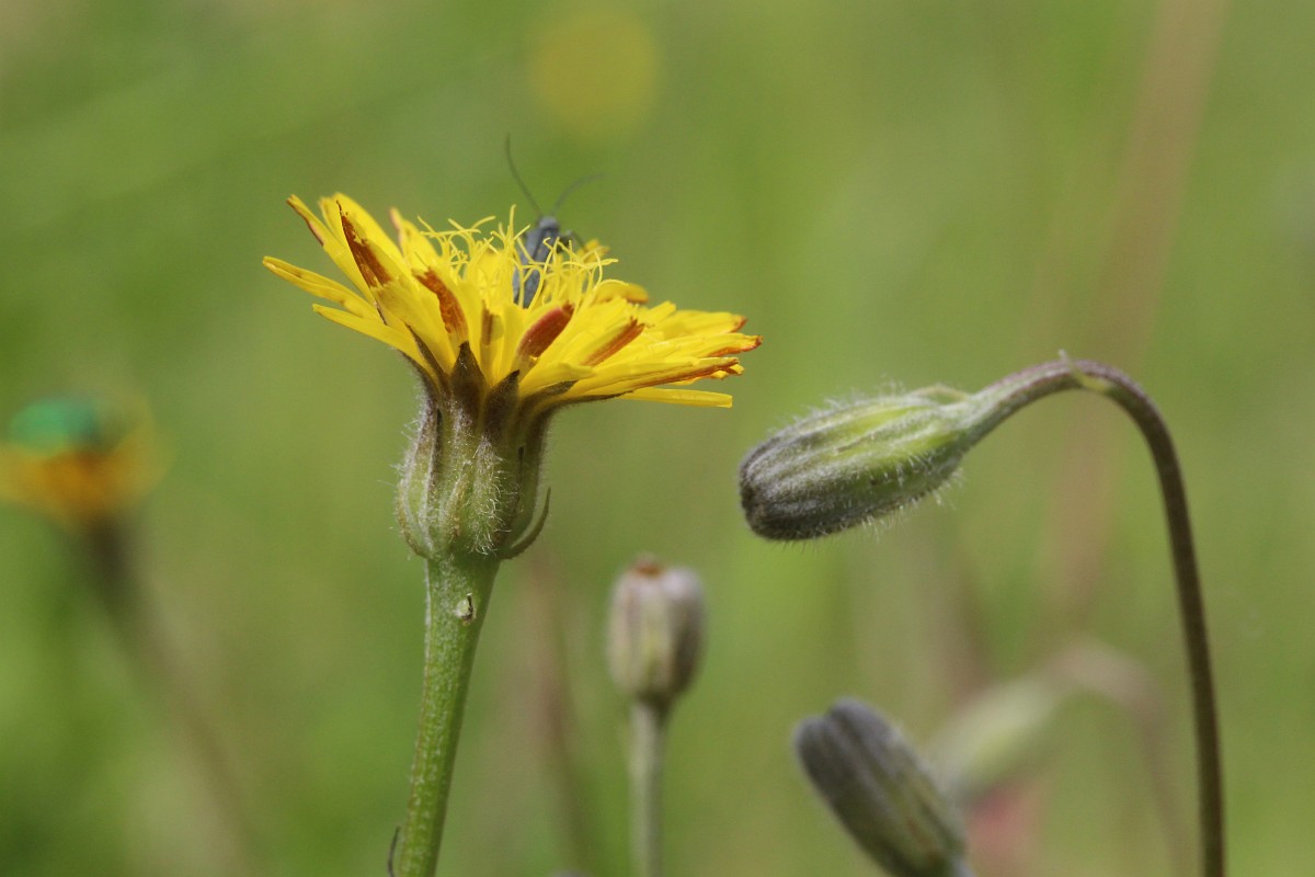 Crepis foetida, Stinking Hawk's-beard