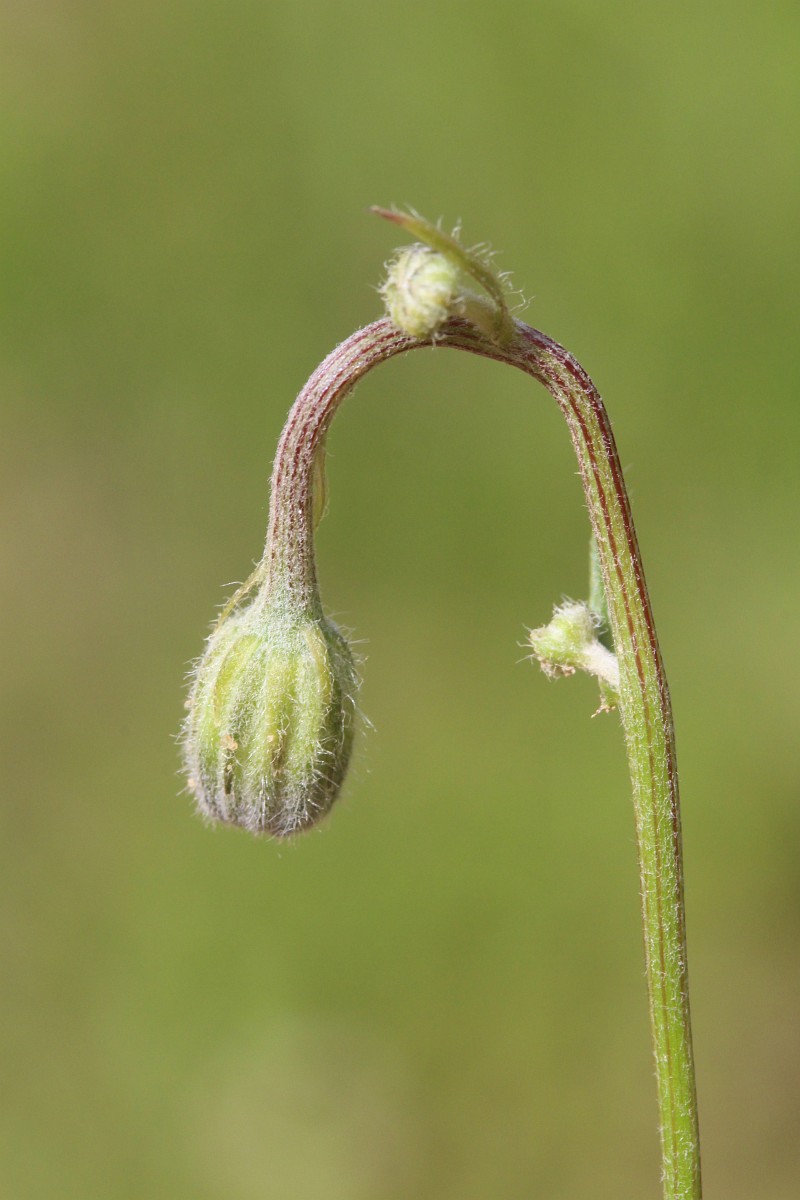 Crepis foetida, Stinking Hawk's-beard