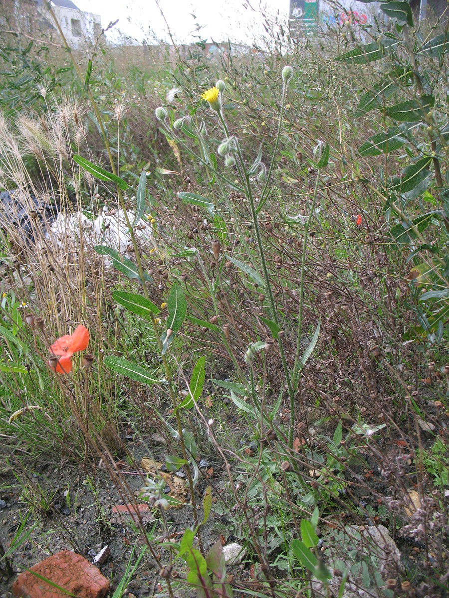 Crepis foetida, Stinking Hawk's-beard
