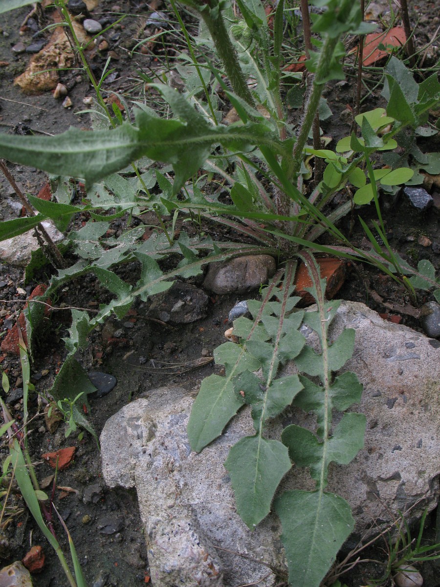 Crepis foetida, Stinking Hawk's-beard