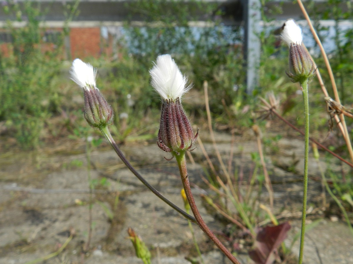 Crepis foetida, Stinking Hawk's-beard