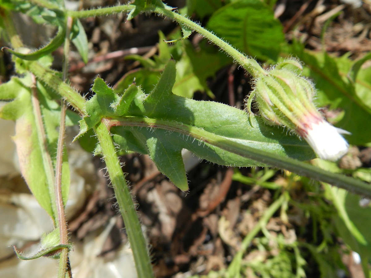 Crepis foetida, Stinking Hawk's-beard