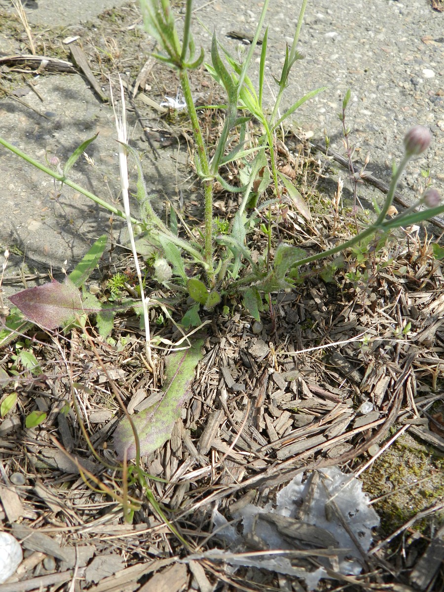 Crepis foetida, Stinking Hawk's-beard