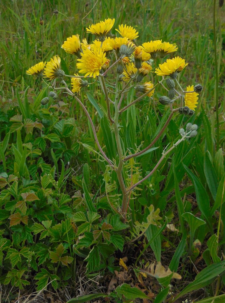 Crepis vesicaria, Beaked Hawk's-beard