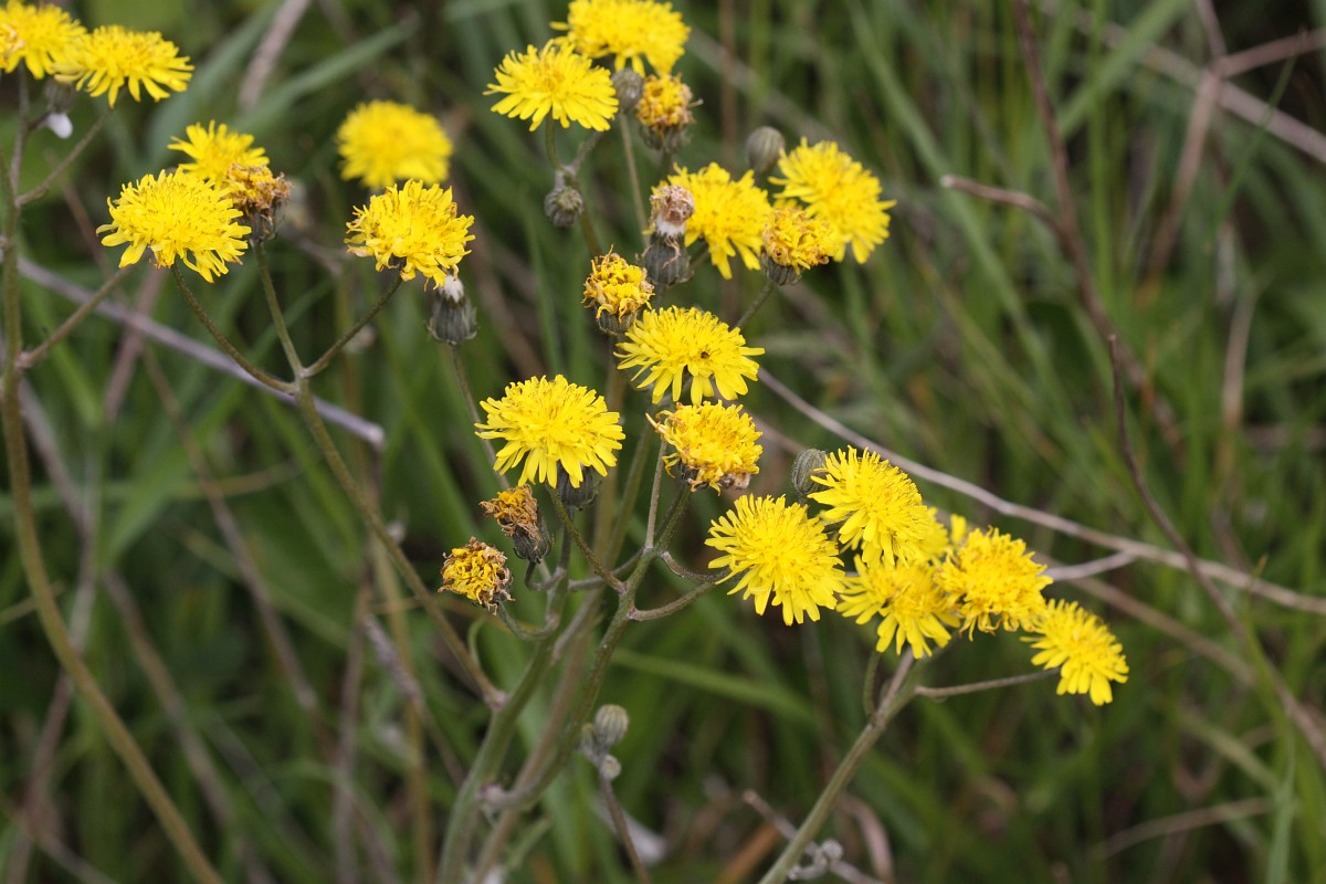 Crepis vesicaria, Beaked Hawk's-beard