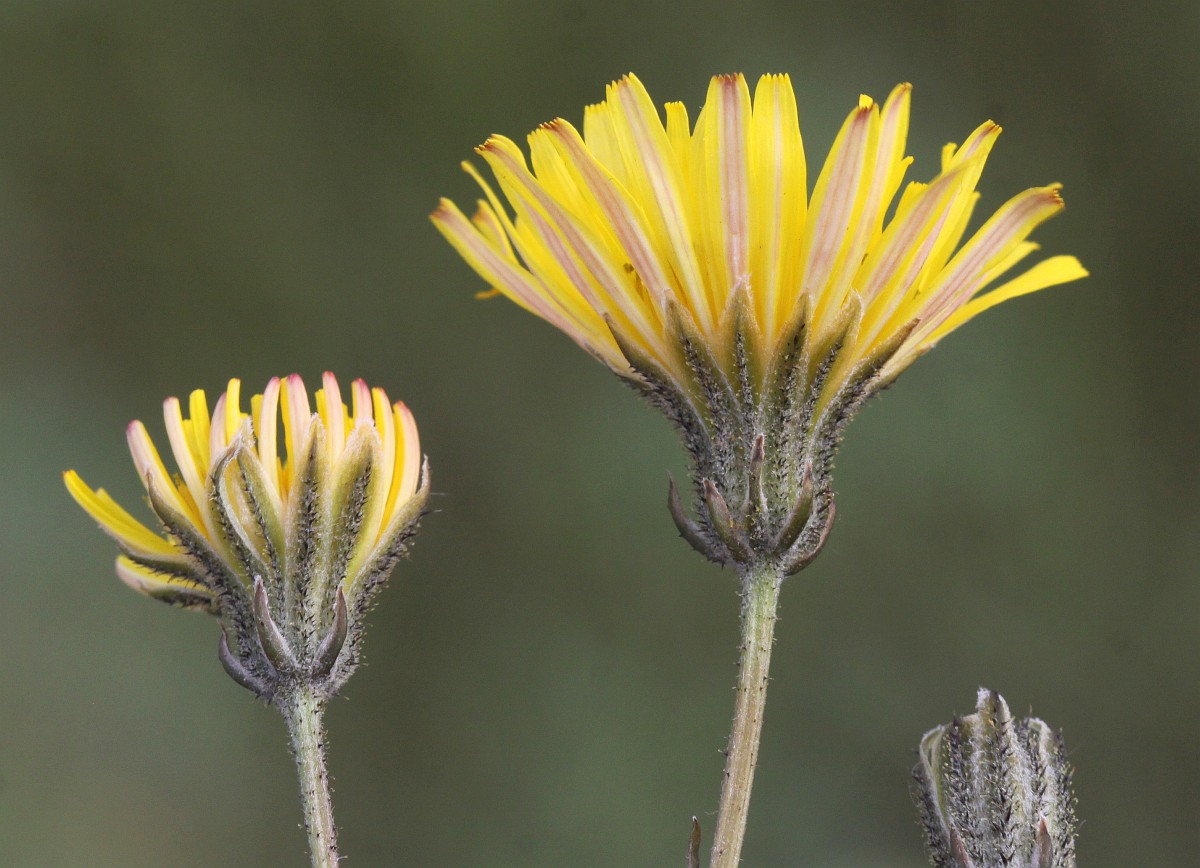 Crepis vesicaria, Beaked Hawk's-beard