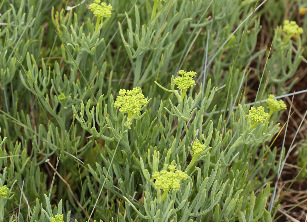 Crithmum maritimum, Rock Samphire