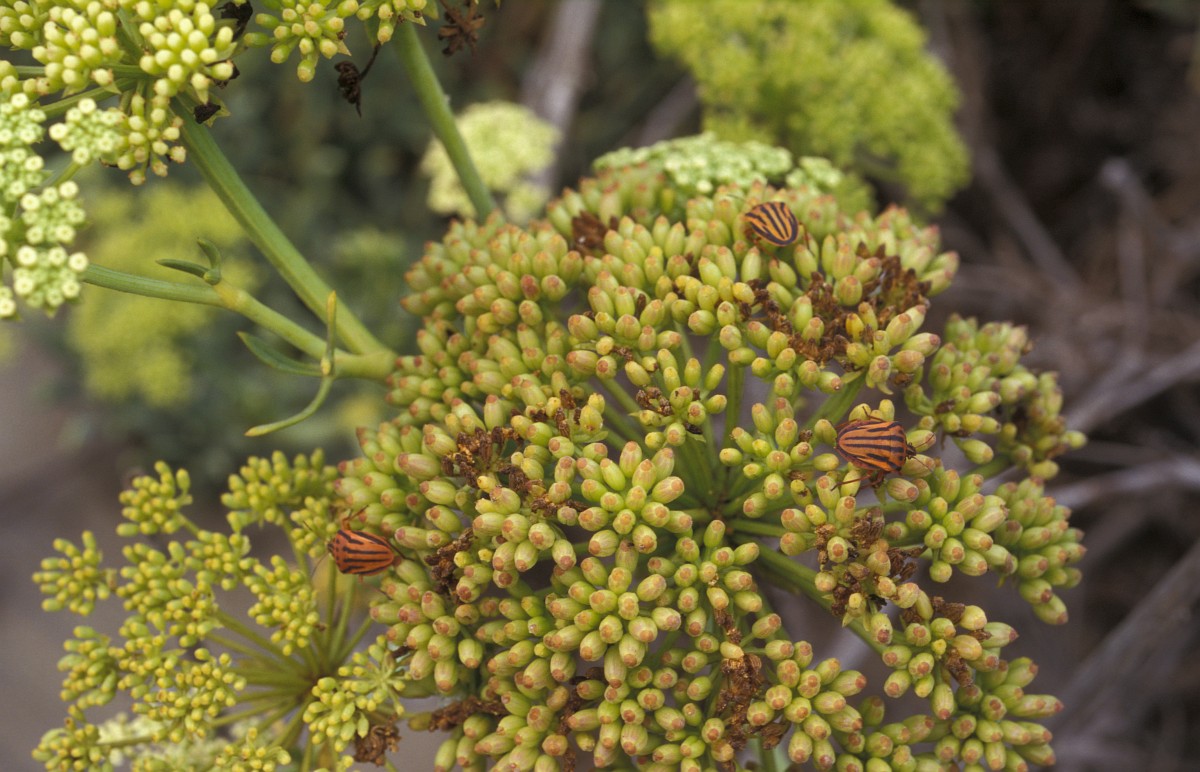 Crithmum maritimum, Rock Samphire