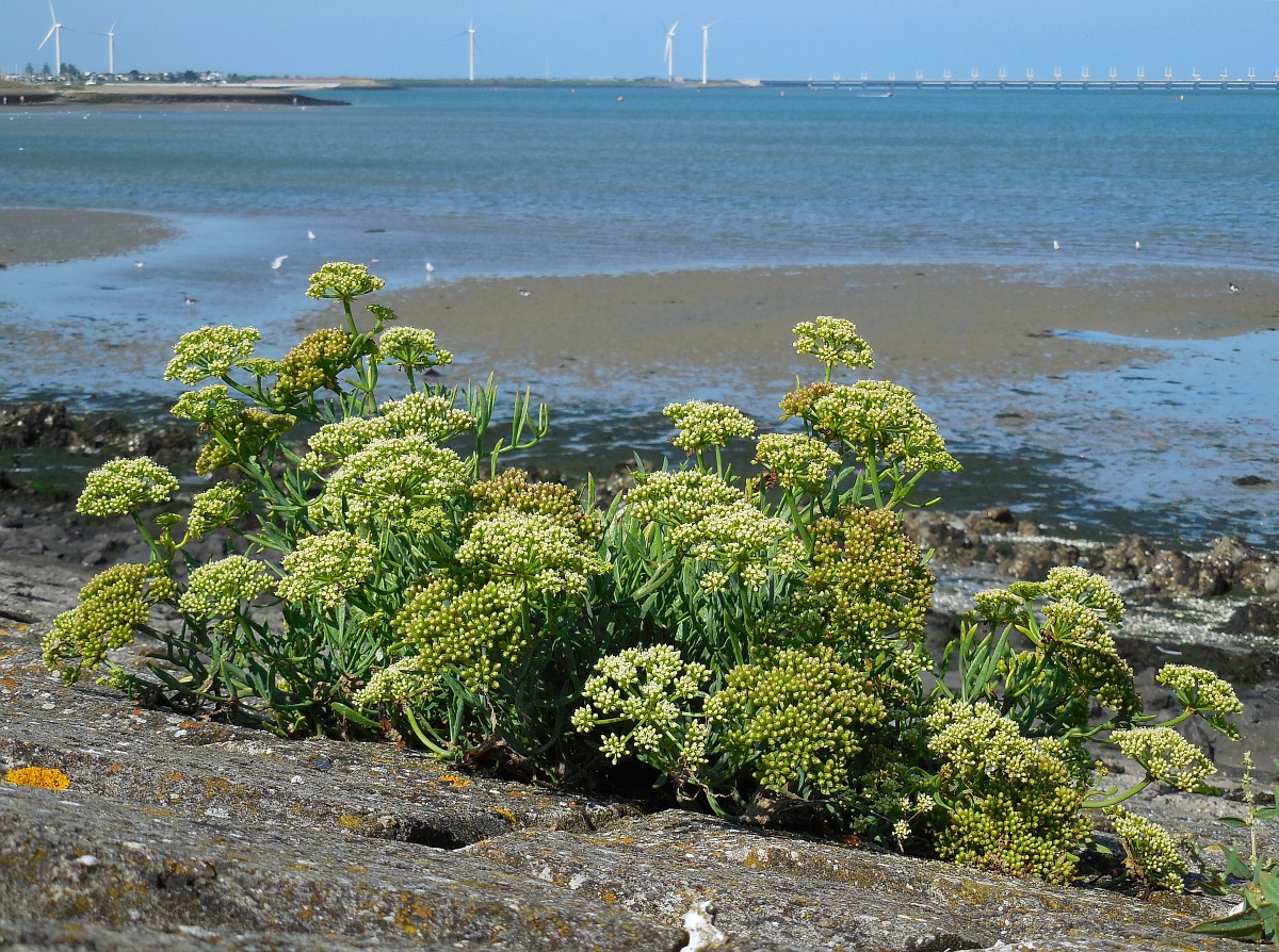 Crithmum maritimum, Rock Samphire