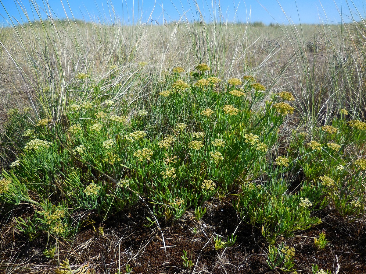 Crithmum maritimum, Rock Samphire