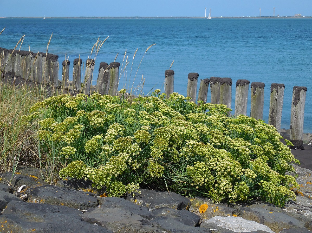 Crithmum maritimum, Rock Samphire