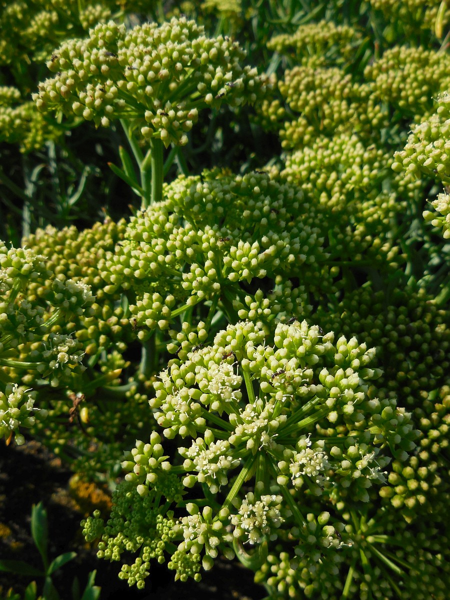 Crithmum maritimum, Rock Samphire