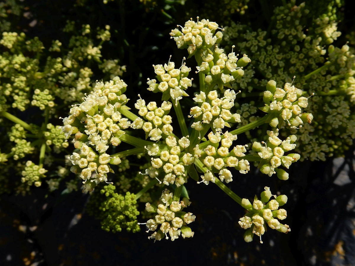 Crithmum maritimum, Rock Samphire